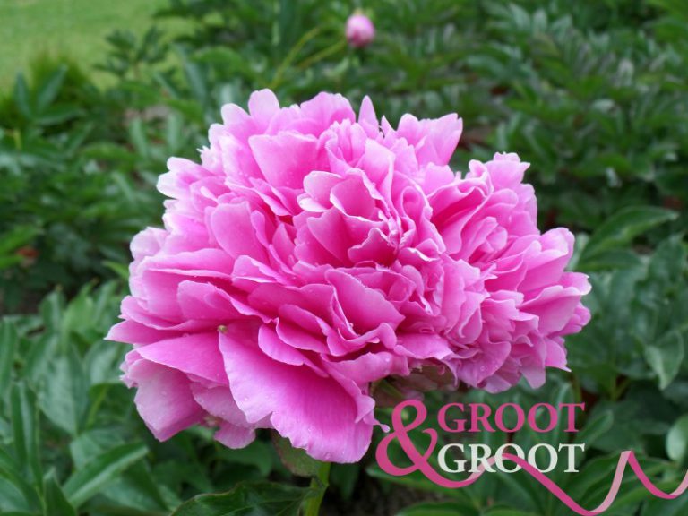 Jacorma peony | Available all year round | Free qoute