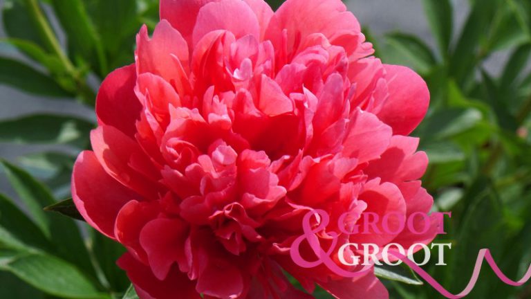 Lorelei peony | Available all year round | Free qoute