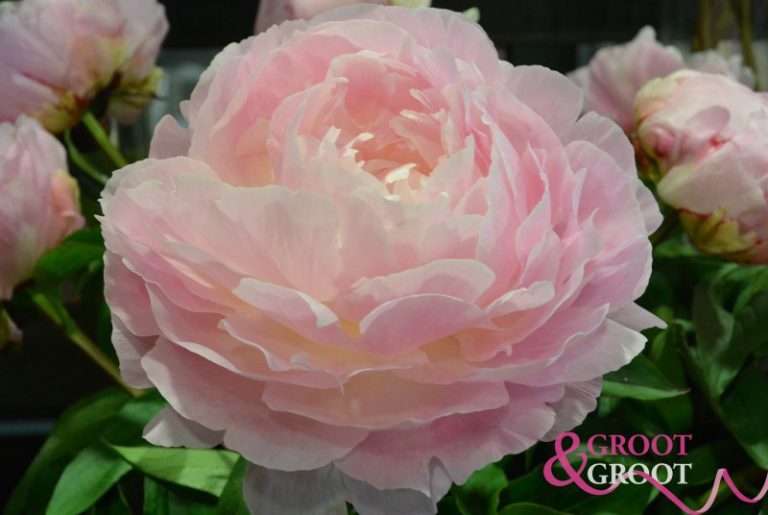 Nancy Nora (G&G selection) peony | Available all year round | Free qoute