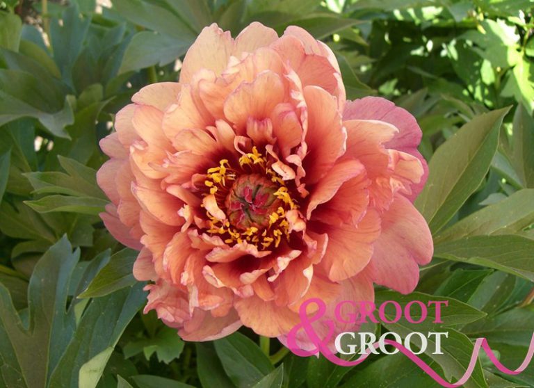 Oochigeas peony | Available all year round | Free qoute