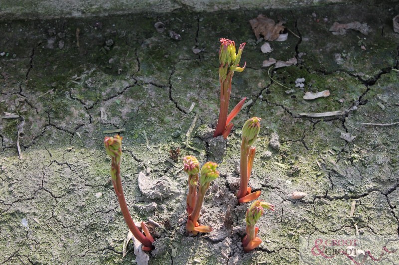 Peony growth stages: All stages explained | Read more!