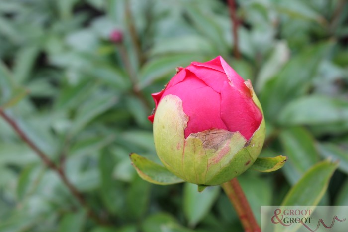 Peony growth stages: All stages explained | Read more!