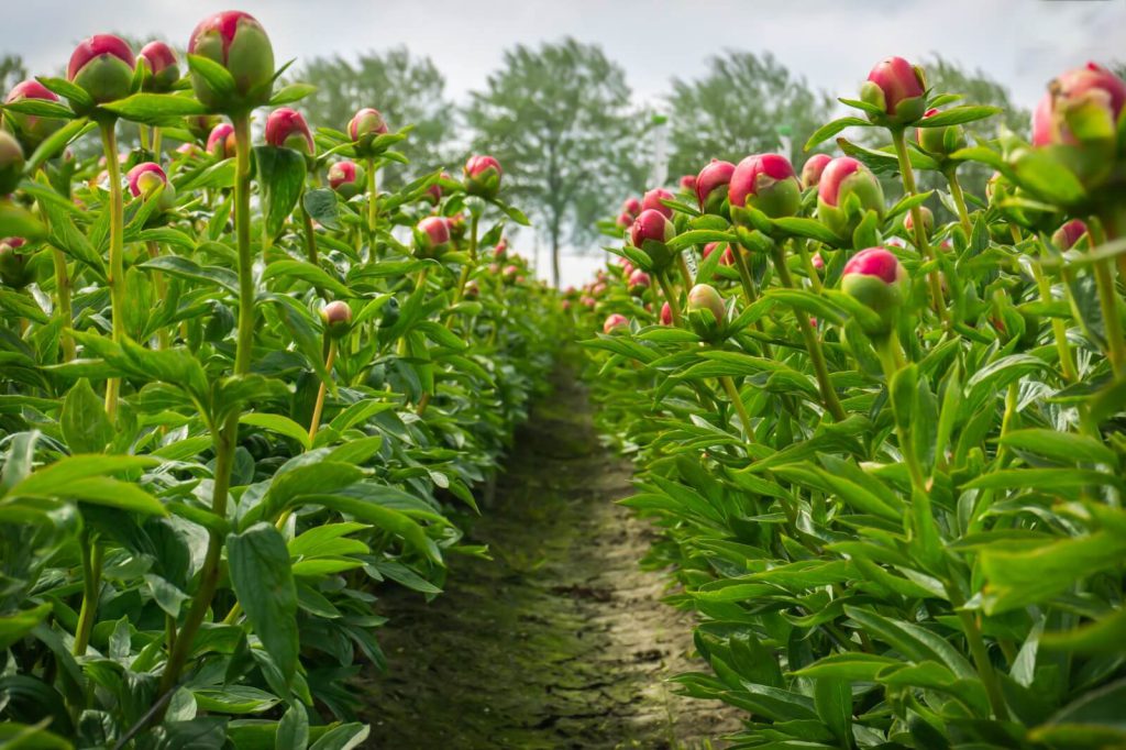 The ideal peony planting spacing | Read it here!