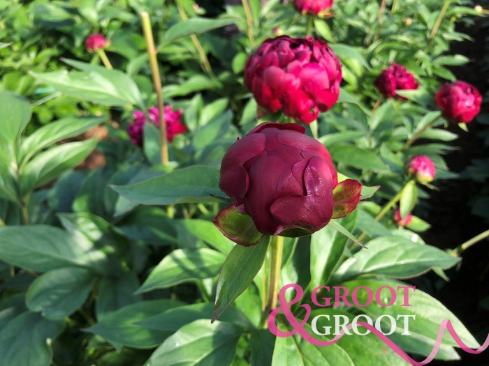 The ideal peony planting spacing | Read it here!