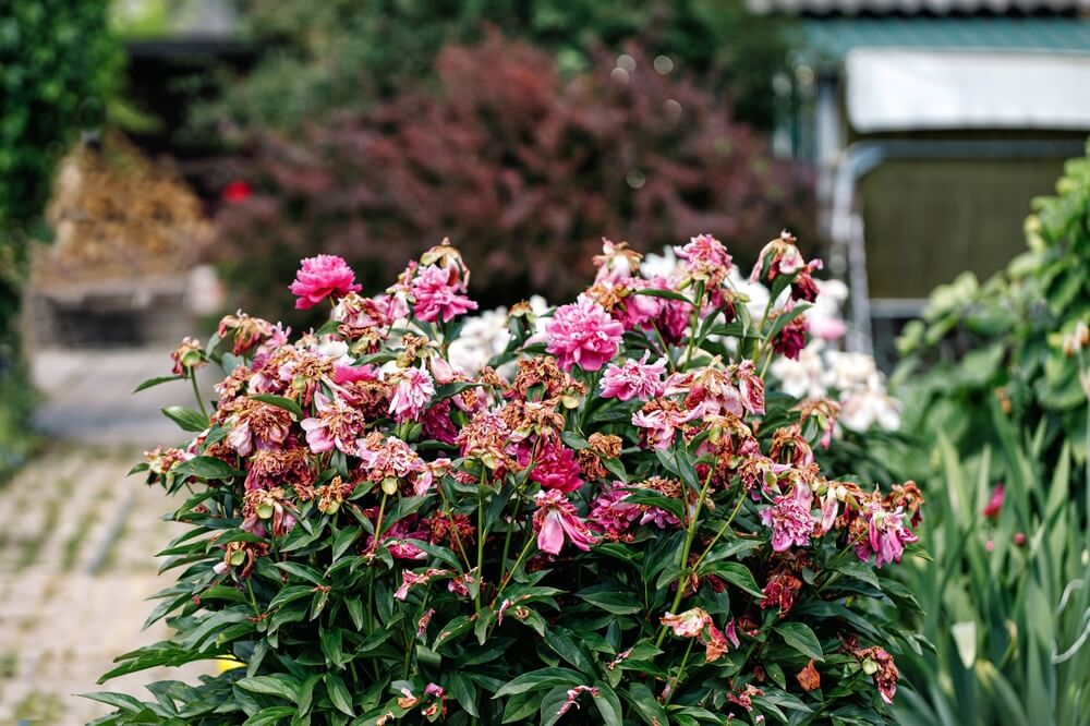 Peony leaf problems | Solve issues fast & effectively