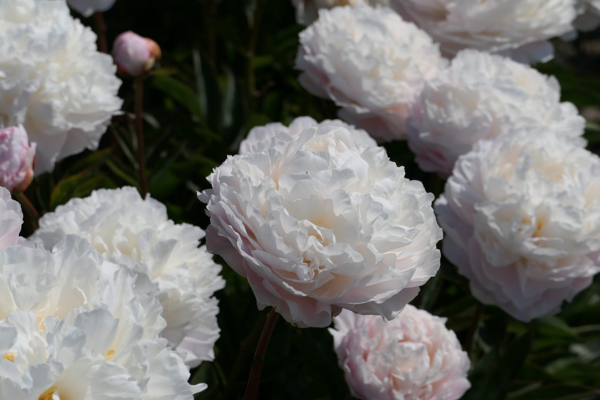 Peony color meaning | Discover colors and symbolism