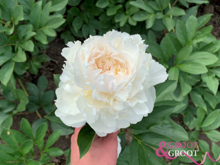 Peony color meaning | Discover colors and symbolism