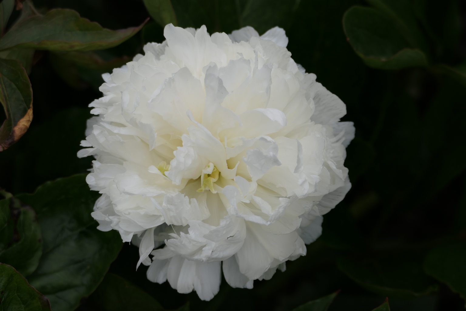 PERFECT PRINCESS peony | Available all year round | Free qoute