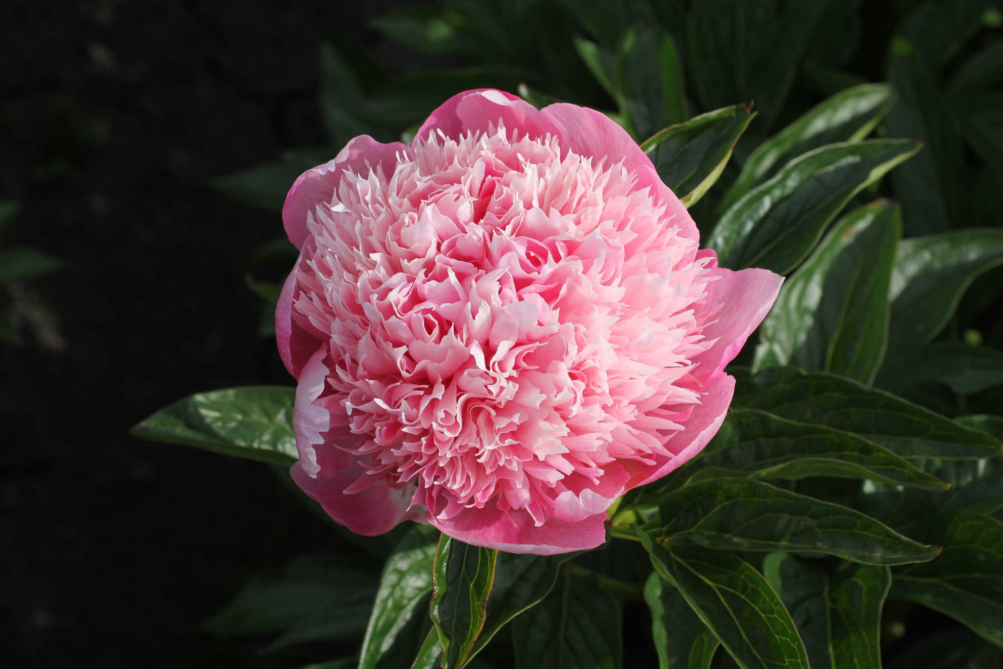 PINK RED CHARM peony | Available all year round | Free qoute