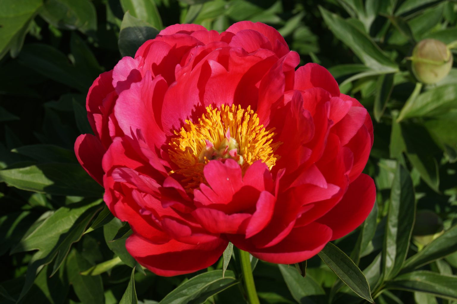 RASPBERRY CHARM peony | Available all year round | Free qoute