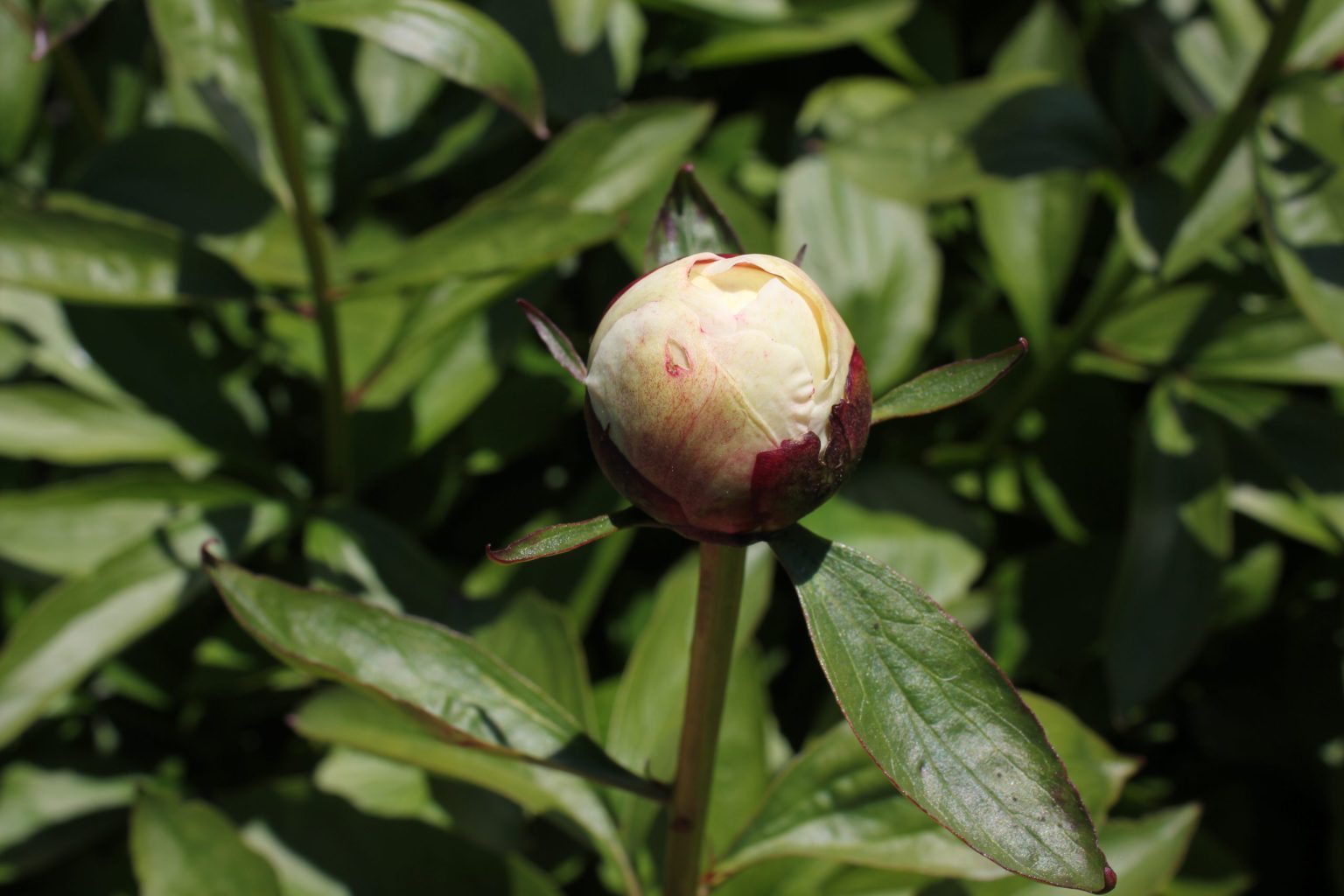 What to do when peony flower dies | Tips for regrowth