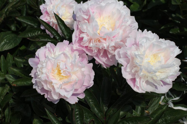What are the most popular peonies? | Find out here!